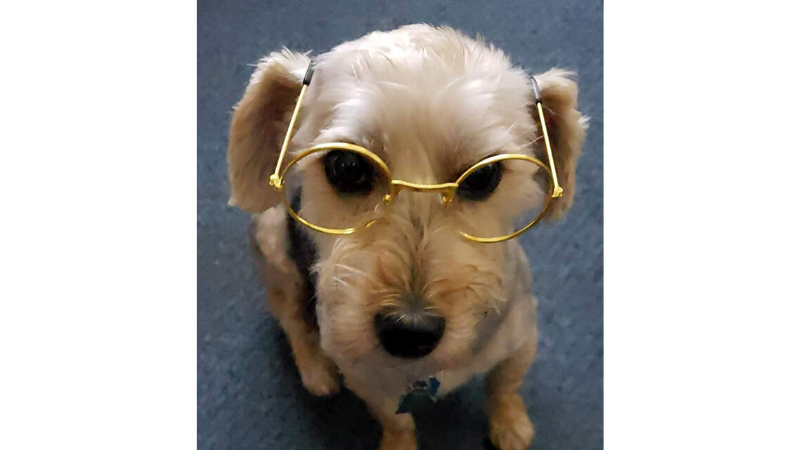 Youngstown, Ohio pastor on the healing power of pets | Mahoning Matters