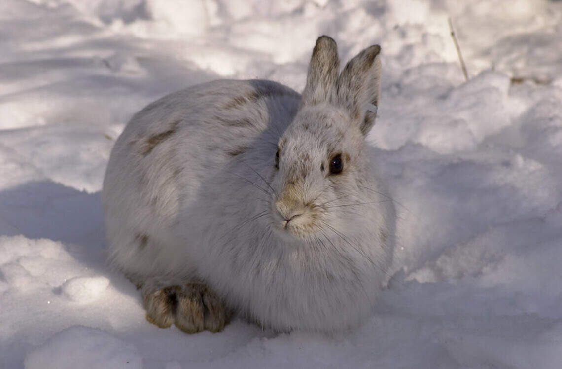 Difference between snowshoe hare & cottontail rabbit in Ohio | Mahoning ...