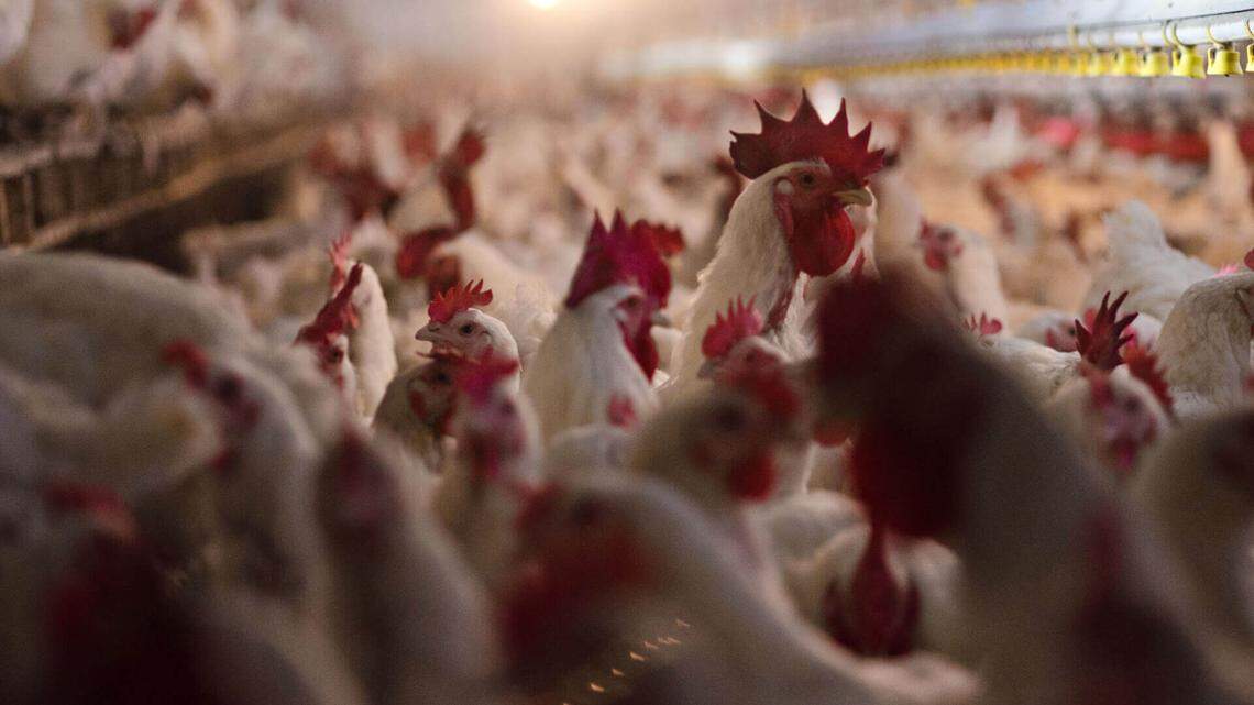 USDA offers $1B for poultry farmers as Ohio struggles with bird flu ...